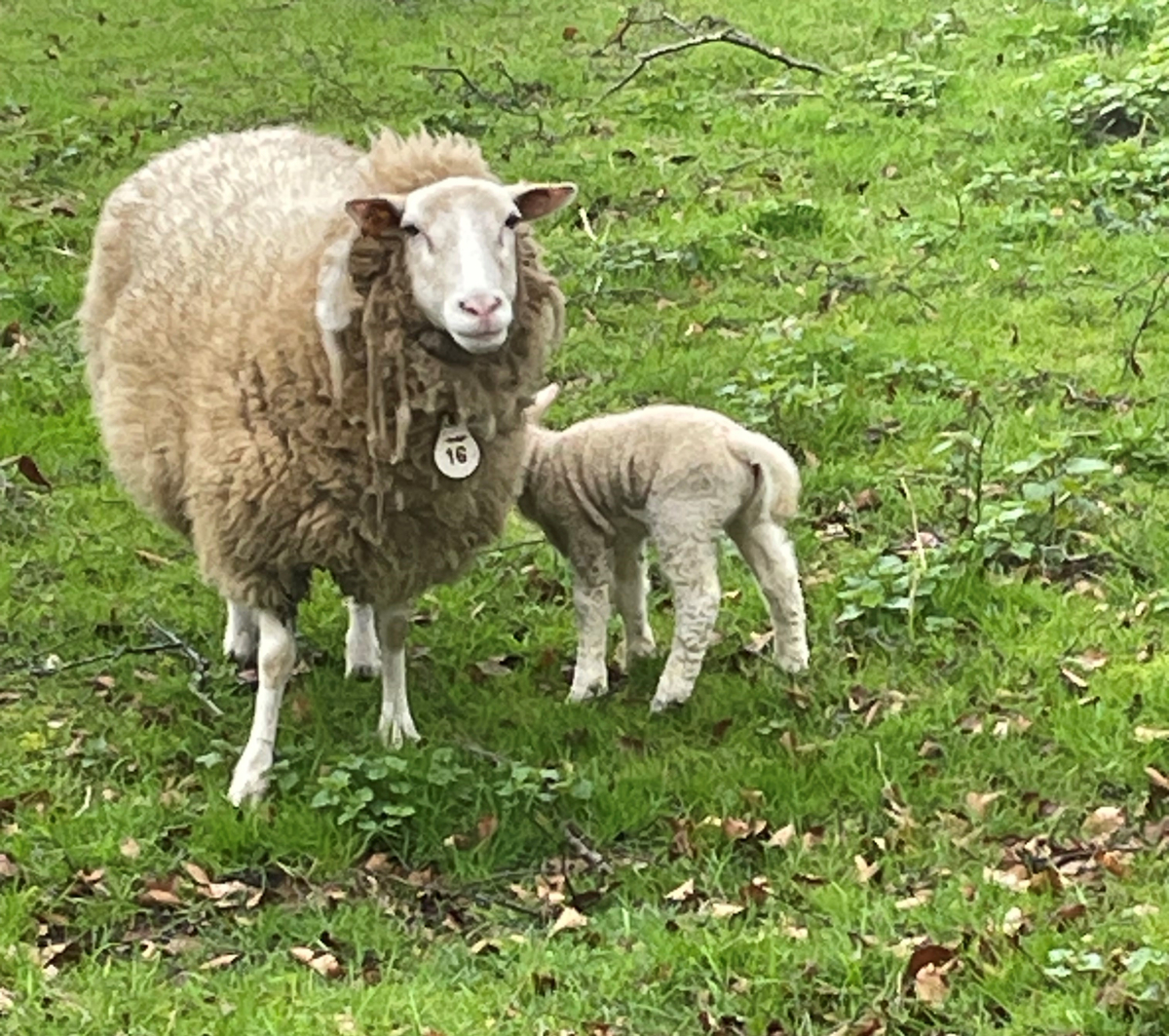 Dit is echt lente | Moeyaert