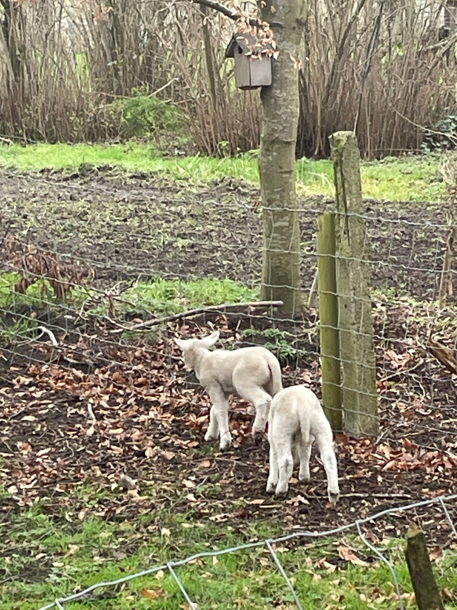 Dit is echt lente | Moeyaert