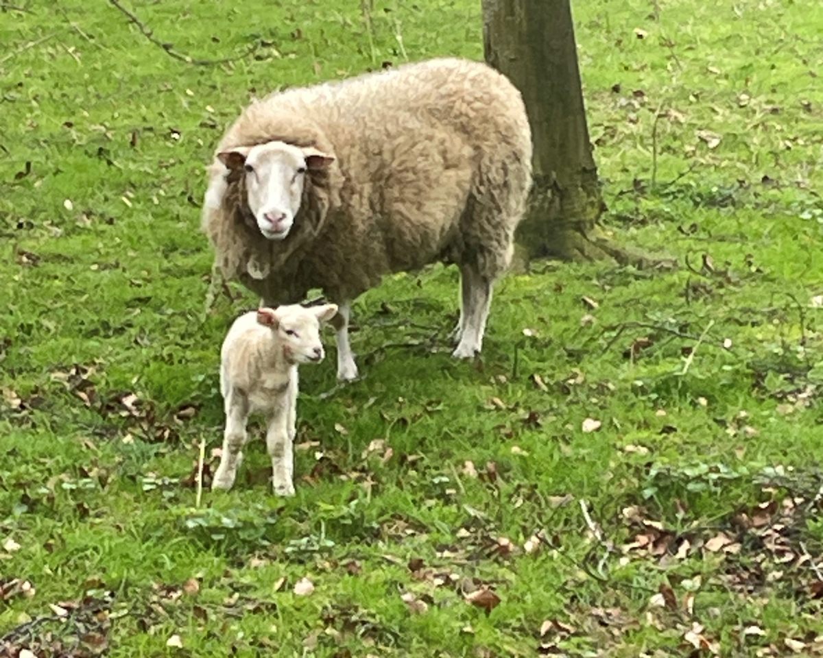 Dit is echt lente | Moeyaert