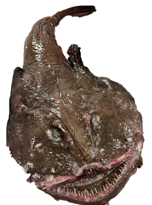 zeeduivel en zeewolf stelen de show in Puurs | Moeyaert